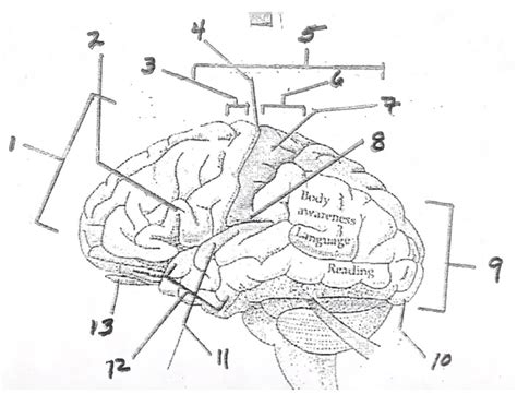 Parts Of The Brain With Specific Regionsfunctions Quiz