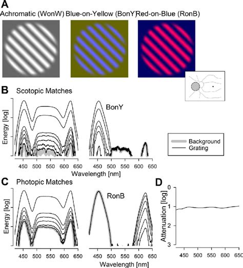 Achromatic And Chromatic Grating Stimuli A Appearance Of The Download Scientific Diagram
