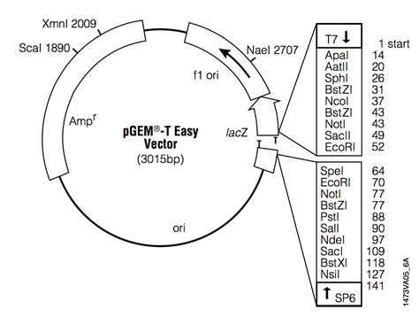 Pgem T Vector Sequence