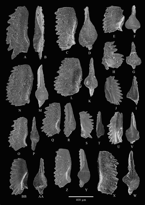 Sem Photos Of Conodonts From The Lower Triassic Strata Of The Bianyang
