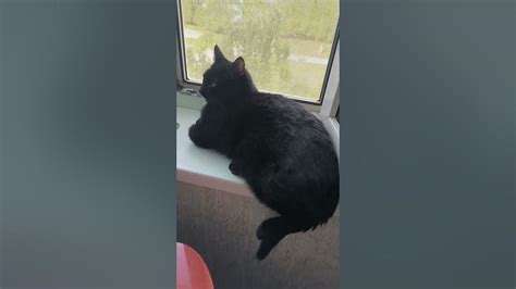 кот кики Youtube