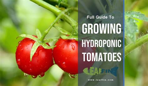 Indoor Hydroponic Gardening Tomatoes Fasci Garden