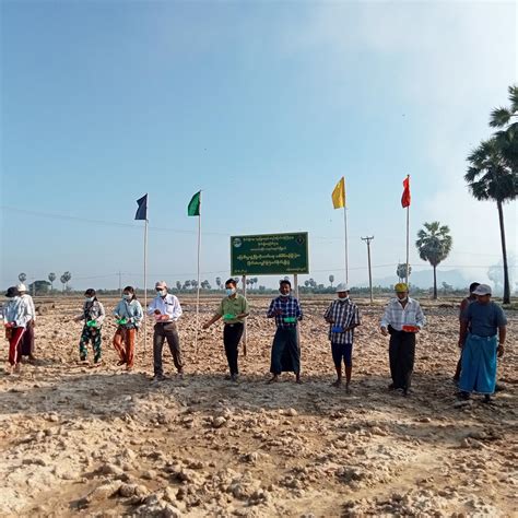 သရက်ချောင်းမြို့၌ မြေဆီလွှာဖွံ့ဖြိုးတိုးတက်စေရန် သစ်စိမ်းမြေဩဇာ ပိုက