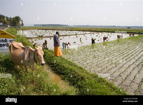 Women Planting Rice Plants In A Paddy Field Tamil Nadu India Stock