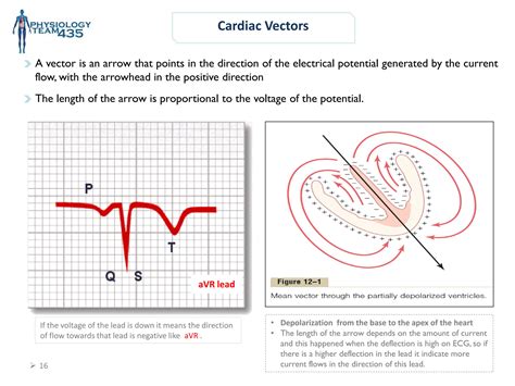 5 Electrocardiogram Placement And Interpretation Pdf