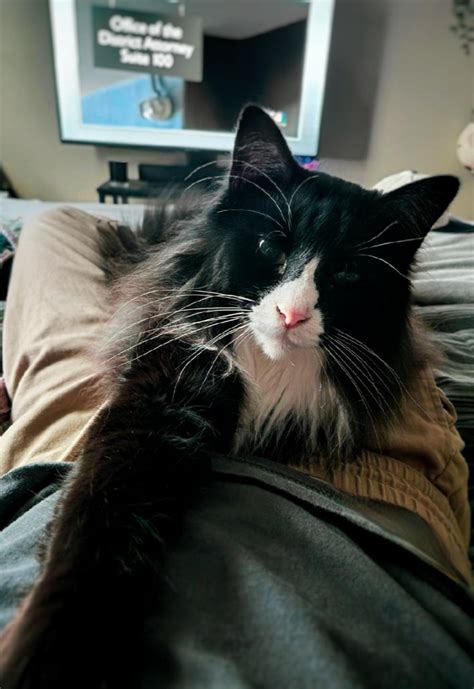 Ethan Was Totally Right About Cats This Is Albert Hes A Major Asshole It Is His Finest