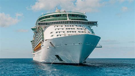 Toter Wal Am Bug Kreuzfahrtschiff Bringt Ungewünschte Fracht