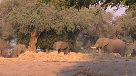 Severe Drought Killing Elephants Other Wildlife In Zimbabwe