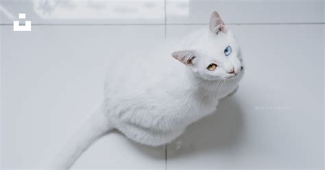 흰색 세라믹 타일에 흰 고양이 사진 Unsplash의 무료 회색 이미지