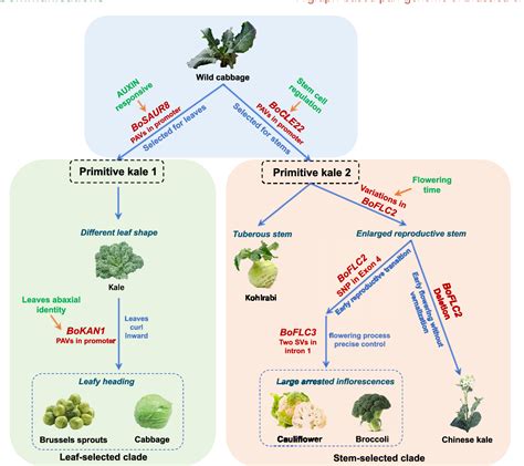 Figure 7 From A Graph Based Pan Genome Of Brassica Oleracea Provides New Insights Into Its