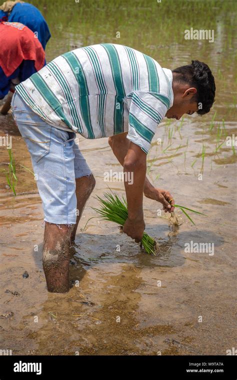 Group Of Farmers Preparing To Transplanting Rice Seedlings Or Young