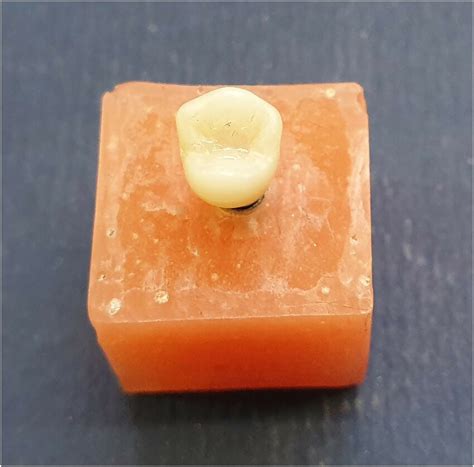 Final Samples Prepared For Loading Test Download Scientific Diagram