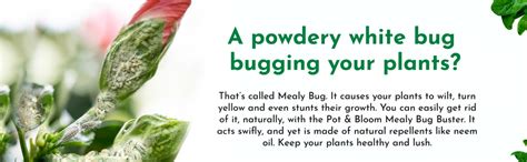 Buy Mealy Bug Control Spray 500ml Online At Best Price Pot And Bloom