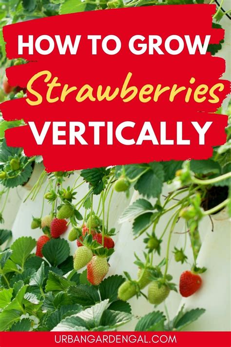 Tips For Growing Strawberries Artofit