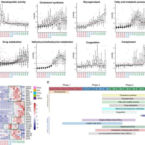 Temporal Multi Omics Profiling Of The Developing Mouse Liver A