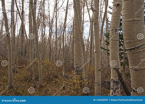 Quacking Aspen Populus Tremuloides During Fall 2 B 2004 Stock Image