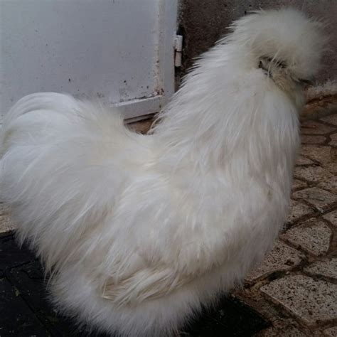 خرید و قیمت خروس ابریشمی کوپال از غرفه فروشگاه اینترنتی خانه هوشمند ایران