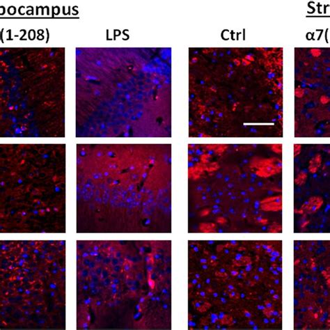 The Level Of Aβ40 And Aβ42 In The Brain Sections Of Experimental Mice