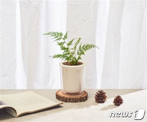 자생 고사리류 미세먼지 흡착 효과 우수