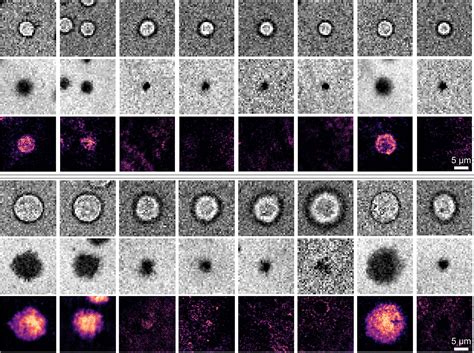 Protein Handshake Holds Key To Immune Response News Center