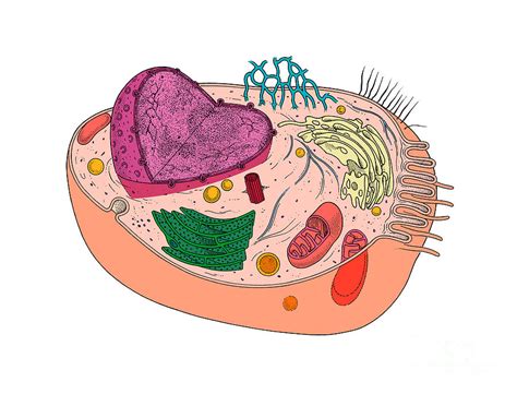 Animal Cell Structure Without Labels