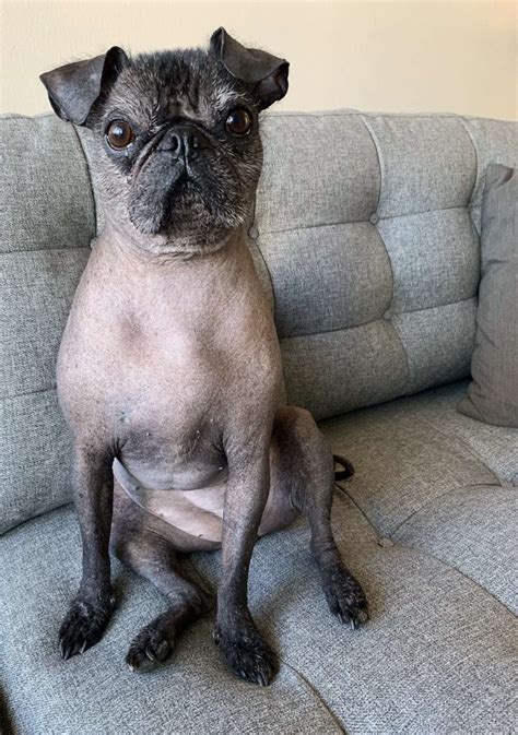 This Hairless Pug Is Absolutely Perfect The Dodo