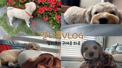 말티푸vlog 귀여운 강아지 보러 오세요🤎 Youtube