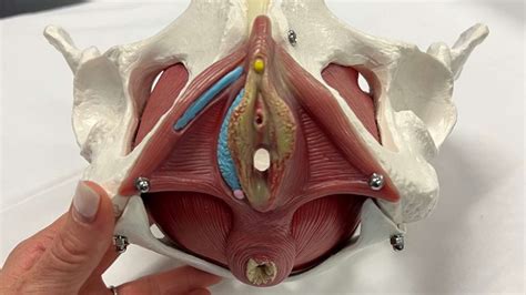 Female Pelvic Floor Anatomy