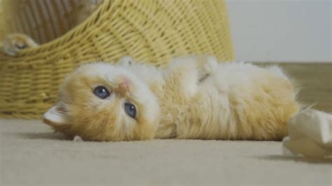 Kitten Pudding Wants To Give A T To Everyone Youtube