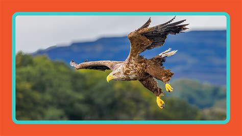 What Are Classification Keys Ks2 Science Curriculum Bbc Bitesize