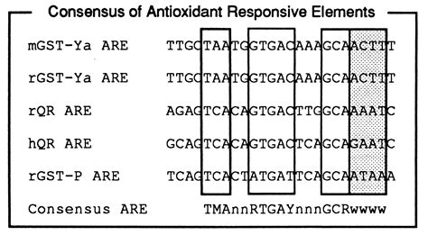 Functional Antioxidant Responsive Elements Pnas