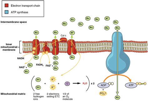 Unit 7 Cellular Respiration And Energy Metabolism Douglas College