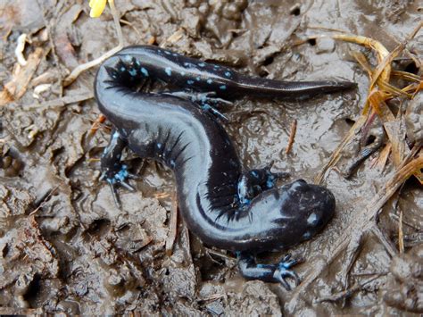 Broken Cherry All Set Up And Ready To Help People My Team Rocked It Yesterday A Portion Of