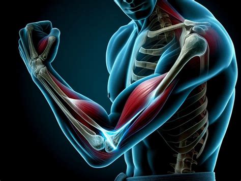 Distal Biceps Tendon Injuries The Olympia Clinic