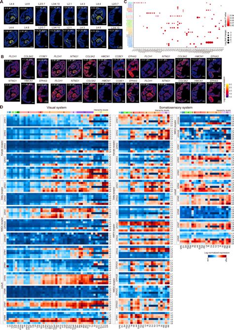 Single Cell Spatial Transcriptome Reveals Cell Type Organization In The Macaque Cortex Cell