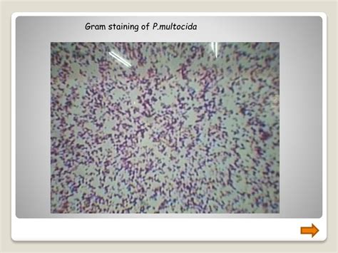Ppt Molecular Characterization Of Pasteurella Multocida Isolates Of Clinical Significance