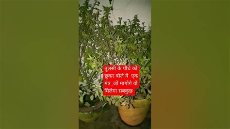 तुलसी के पौधे को छूकर बोले ये एक मंत्र जो मागोगे वो मिलेगा सबकुछ
