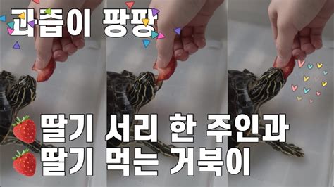딸기에 환장하는 거북이의 딸기 먹방 거북이 먹방 Asmr Youtube