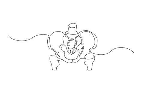 인간 골반 의 연속적인 한 줄 그림 프리미엄 벡터