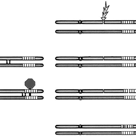 Possible Models Of The Appearance Of Instability Of Minisatellites