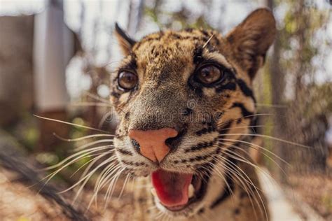 Close Up Shot Of An Adorable Clouded Leopard Face Stock Image Image
