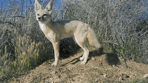 More Than 900 000 For Habitat Conservation Efforts Awarded To San