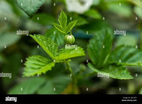 Blackberry And Raspberry Plants Produce An Aggregate Fruit That Is