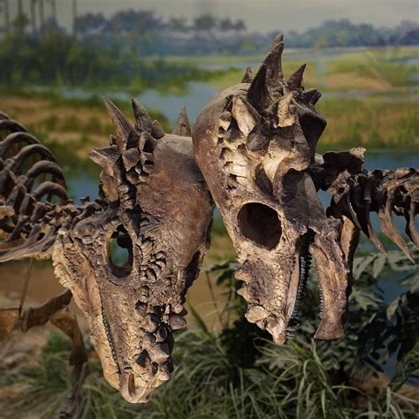 Stygimoloch Skeleton