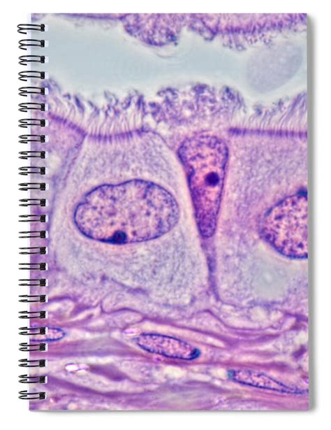 Ciliated Epithelial Cell Microscope Ciliated Epithelial Cell Microscope