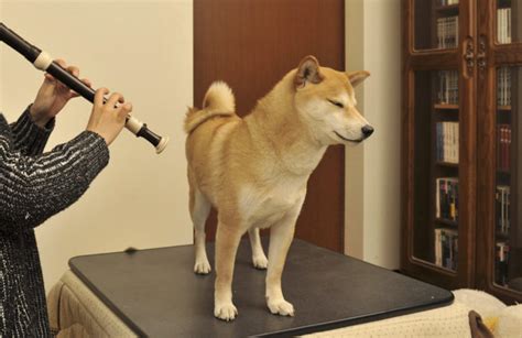 鳴き声で伝わるお互いの気持ち。犬が鳴く時『野生・番犬』の場合