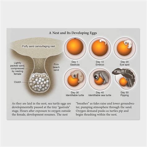 Sea Turtle Egg Development Drawnbydawn