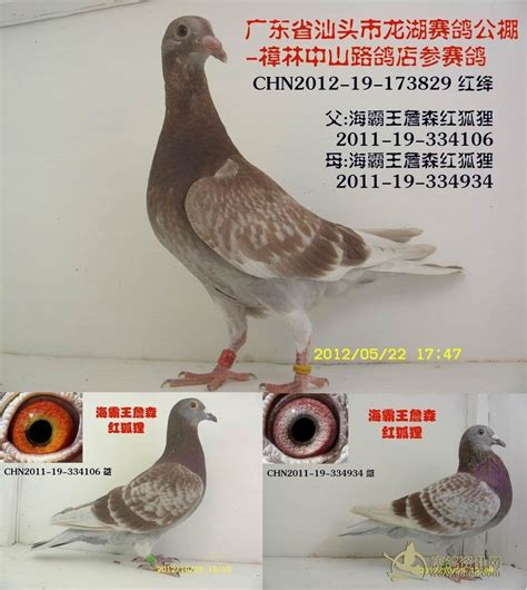 狐狸鸽子 天津稳拿狐狸鸽子相片 红狐狸鸽子 大山谷图库