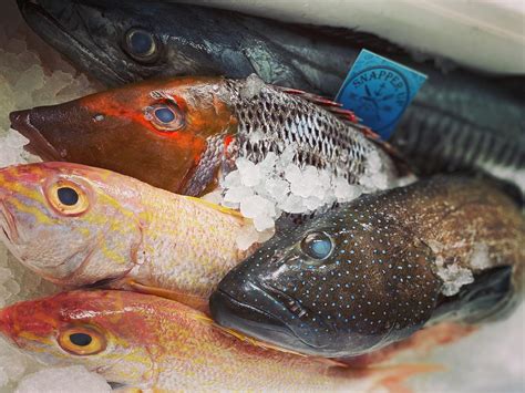 Snapper Up I Know I Say This Alot But Wow Oh Wow Do We Have A Star