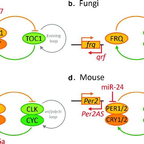 The Circadian Clock System Composed Of Input The Core Oscillator And